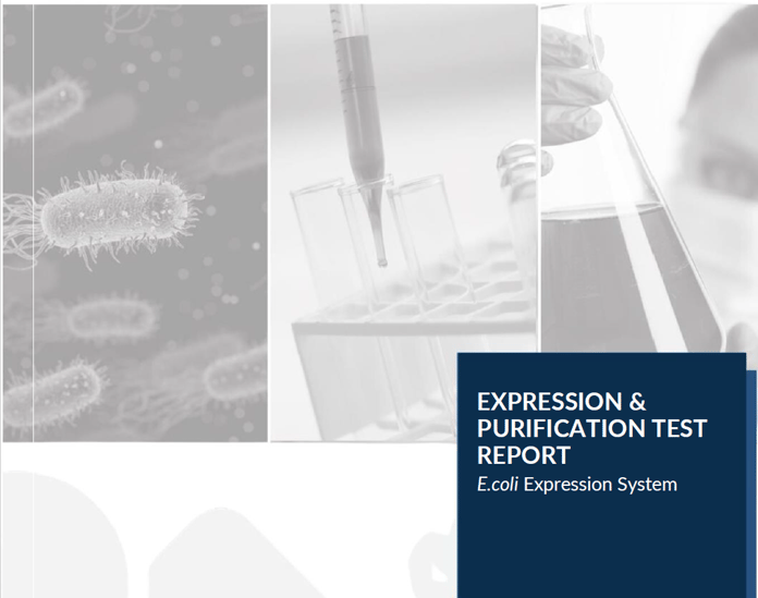 REPORT_PROTEIN_E_COLI
